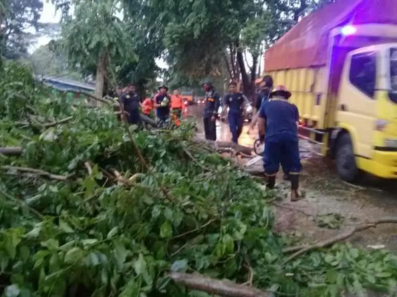 Sempat Terhalang Pohon Roboh, Jalan Cidahu Subang Kini Bisa Dilalui ...